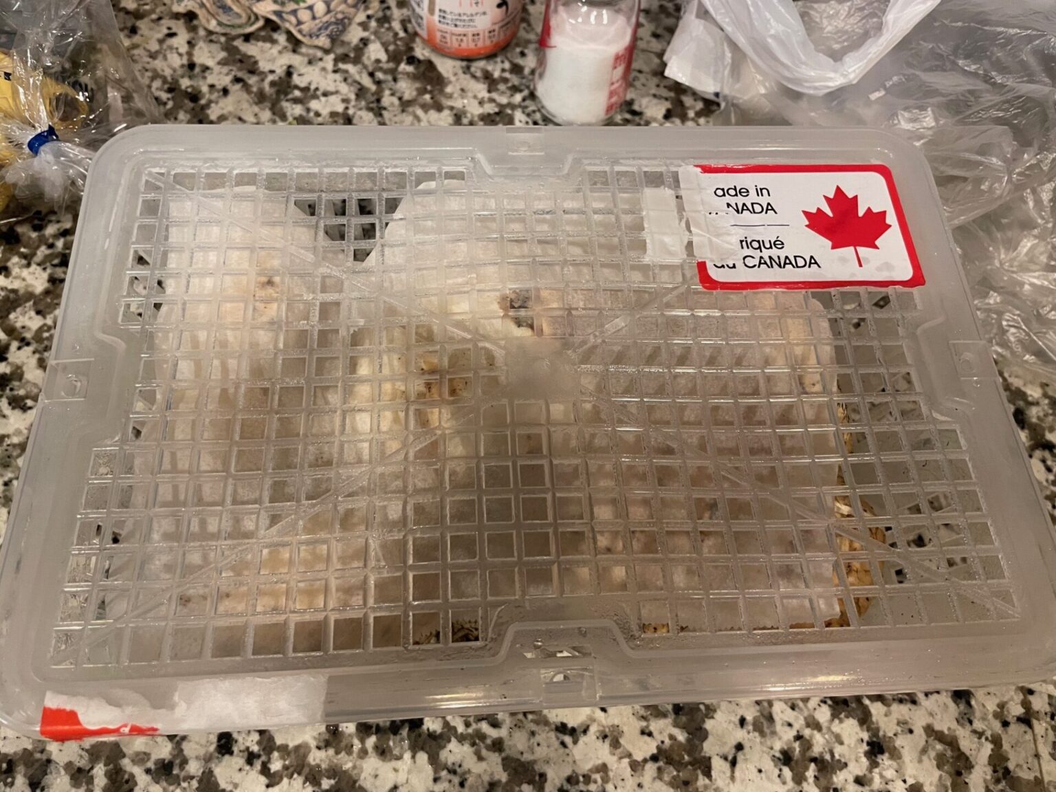 Matsutake from Canada - Camellia Tours